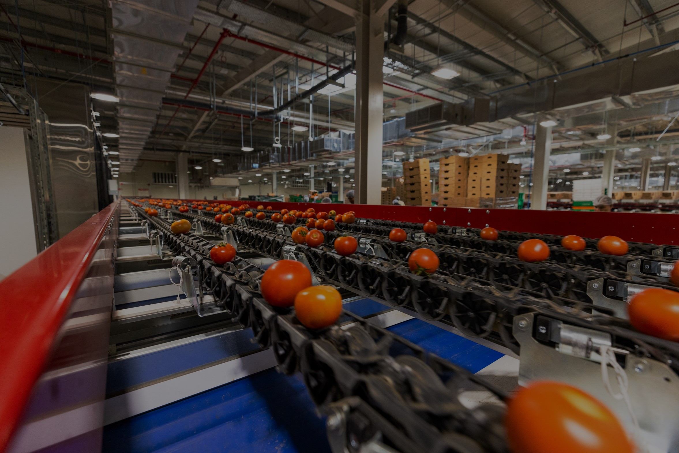 Silal Packhouse - Largest Automated Packhouse in the UAE
